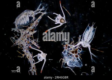 The ctenopod Penila avirostris (Branchiopoda, Ctenopoda, Sididae ...