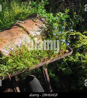 Forget-me-not - mysotis Stock Photo - Alamy