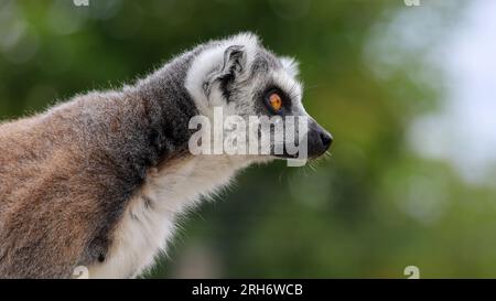 Ring Tailed Lemur in Enclosure Stock Photo - Alamy
