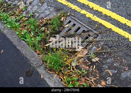 Weeds in gutter and pavement with city council abandoning use of ...