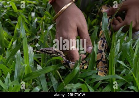 A boy name Ritesh Sarma shows his pet snake a Ball python in an ...