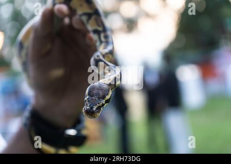 A boy name Ritesh Sarma shows his pet snake a Ball python in an ...