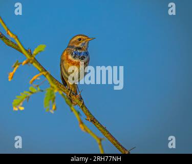 A Blue throat bird looking into camera Stock Photo - Alamy