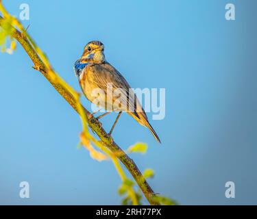 A Blue Throat bird looking into Camera Stock Photo - Alamy