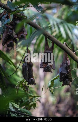 Fruit bats in the rainforest at Eungella National Park, Queensland ...