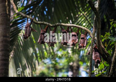 Fruit bats in the rainforest at Eungella National Park, Queensland ...