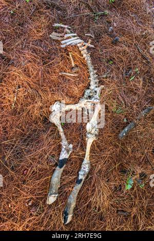 Skeleton of dead cow decomposing in grassy meadow Stock Photo - Alamy