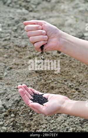 Hands planting seeds in fertile soil Stock Photo - Alamy
