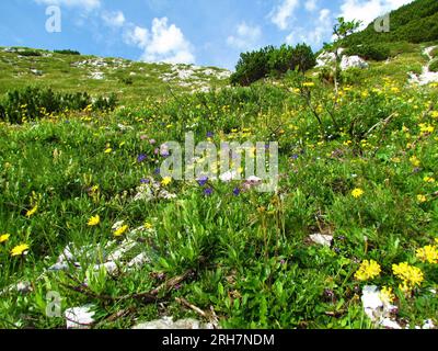 Blue blooming Phyteuma globulariifolium wild flowers growing in a rock ...