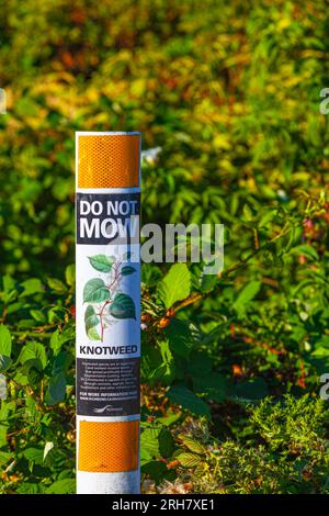 Sign warning of invasive plant control area (Japanese knotweed Stock ...