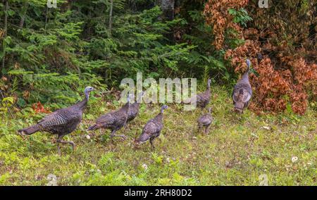 Hens and poults along the forest's edge in northern Wisconsin Stock ...