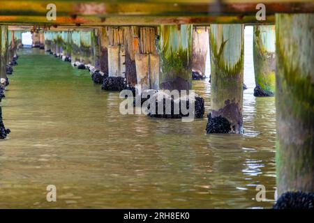 Old wooden footings of under a pier in Australia, on the shore line ...