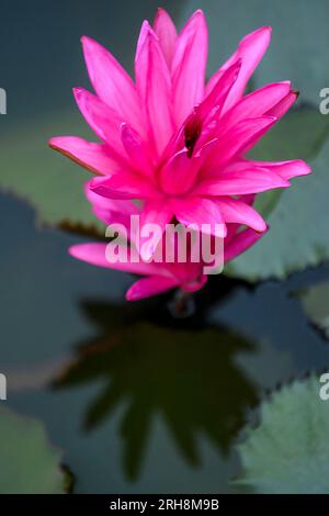 Water Lotus flowers at the MBB College (Maharaja Bir Bikram College ...