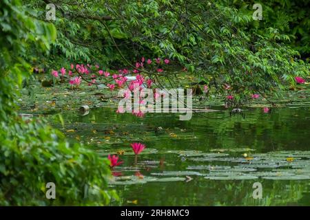 Monsoon flowers, water lotuses are blooming at the MBB College Lake at ...
