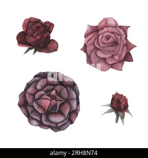 Dark gothic red rose with magical texture isolated on white background ...