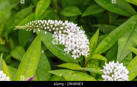 Gooseneck Flower, Vitlysing (Lysimachia clethroides Stock Photo - Alamy