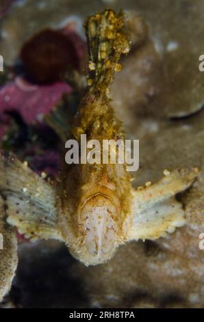 Leaf Scorpionfish, Taenianotus triacanthus, Mimping dive site ...