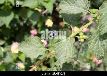Common lantana (Lantana camara) fruits — black (mature); green ...