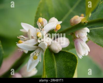 Lemon tree flowers, white, sweetly scented and pretty, green leaves, on ...