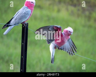 Two Galahs aka pink cockatoos in flight taking off from the ground ...