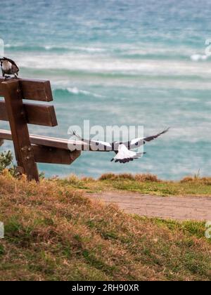 Young Australian Magpie flying, sea water and beach in background Stock ...