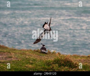 Young Australian Magpie swooping in, blue sea background Stock Photo ...