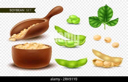 Realistic soybean realistic icons set with soy beans and leaves ...