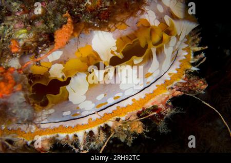 Oyster (Spondylus varians) mantle, Raja Ampat Islands, Indonesia Stock ...
