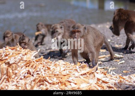 Macaque monkey chooses food from pile of bread crusts on ground ...