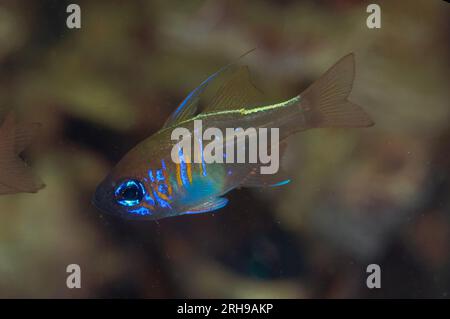 Threadfin Cardinalfish, Zoramia leptacantha, Cardinal Point dive site ...