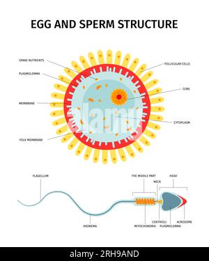 Human poop diagram composition with set of isolated icons with shades ...