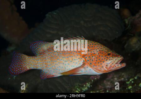 Red Coral Grouper, Cephalopholis miniata, around coral inside USAT Liberty ship, Liberty Wreck ...