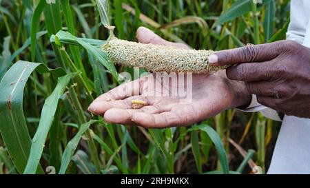 Bajra or pearl millet diseases, Indian farmer showing damaged ear and ...