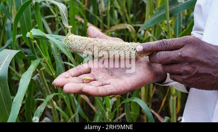 Harmful green caterpillar on bajra or bajra crop. The caterpillar is ...