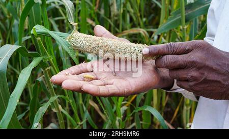 Bajra or pearl millet diseases, Indian farmer showing damaged ear and ...