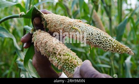 Farmer showing insects or caterpillar. Deadly caterpillar damaged whole ...