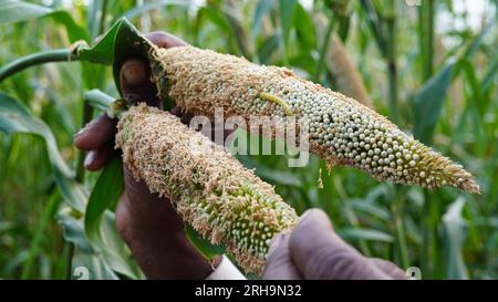 Farmer showing insects or caterpillar. Deadly caterpillar damaged whole ...