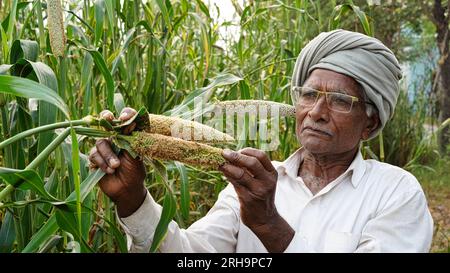 Bajra or pearl millet diseases, Indian farmer showing damaged ear and ...