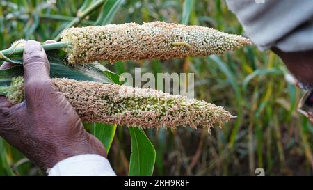 Bajra or pearl millet diseases, Indian farmer showing damaged ear and ...