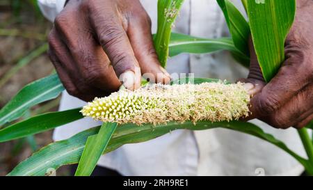 Bajra or pearl millet diseases, Indian farmer is showing that the ...