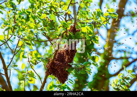 Wild Honey Bees Nesting in top of tree { Apis mellifera } Stock Photo ...