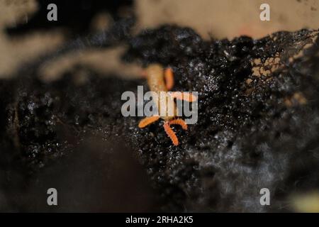 orange springtail pancrustae yuukianura aphoruroides Stock Photo - Alamy