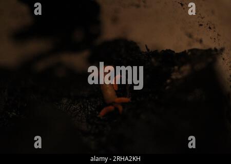 orange springtail pancrustae yuukianura aphoruroides Stock Photo - Alamy