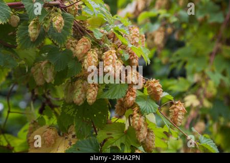 HOP fruit on plant Stock Photo - Alamy