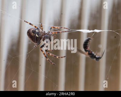 NUCTENEA UMBRATICA with caught insect Stock Photo - Alamy