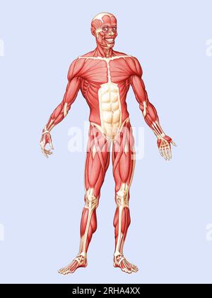 Lateral view of the human muscular system Stock Photo - Alamy