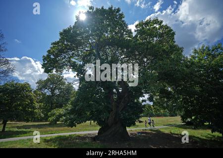 A sweet chestnut tree, planted at the request of King Charles II, and ...