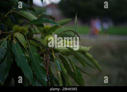 A sweet chestnut tree, planted at the request of King Charles II, and ...