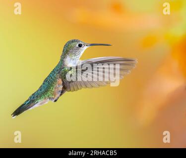A Broad-tailed Hummingbird female with beautiful colorful feathers ...