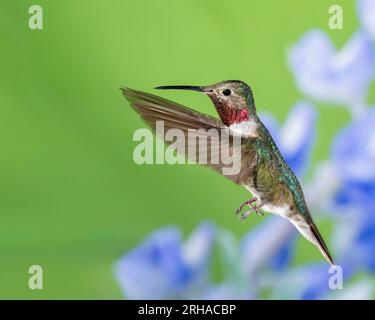 Male Broad-tailed Hummingbird in Flight Stock Photo - Alamy